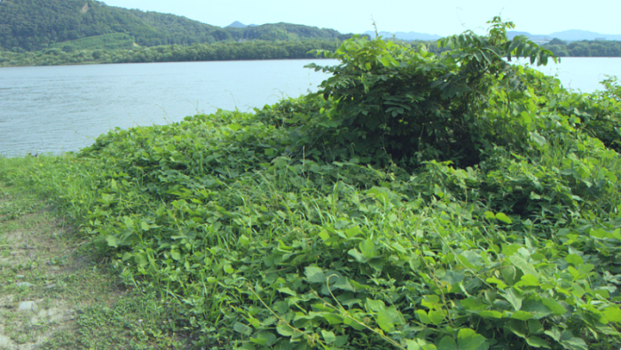 An ancient Japanese textile, Kudzu cloth | Blog | Hirota Tsumugi